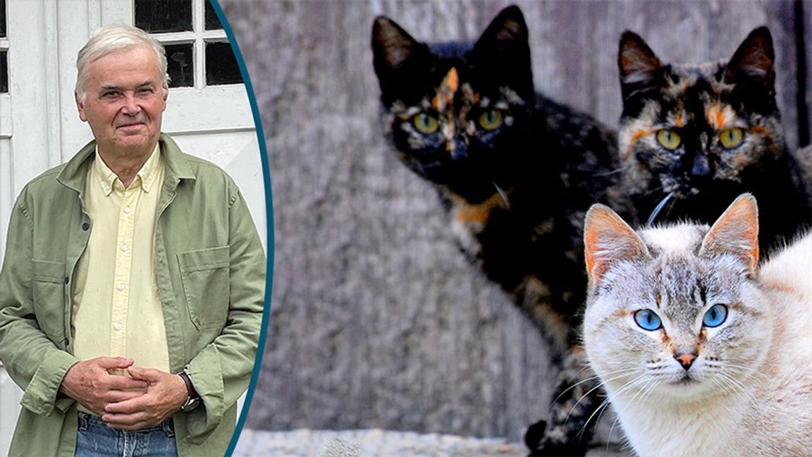 Sandström: Feta katter och magra i politikens värld