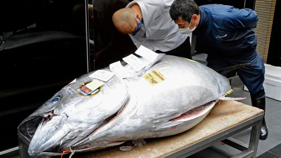 Tonfisk såld för 30 miljoner kronor